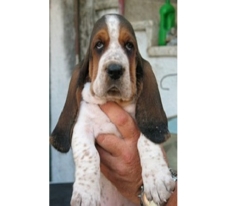 Cuccioli di Basset Hound